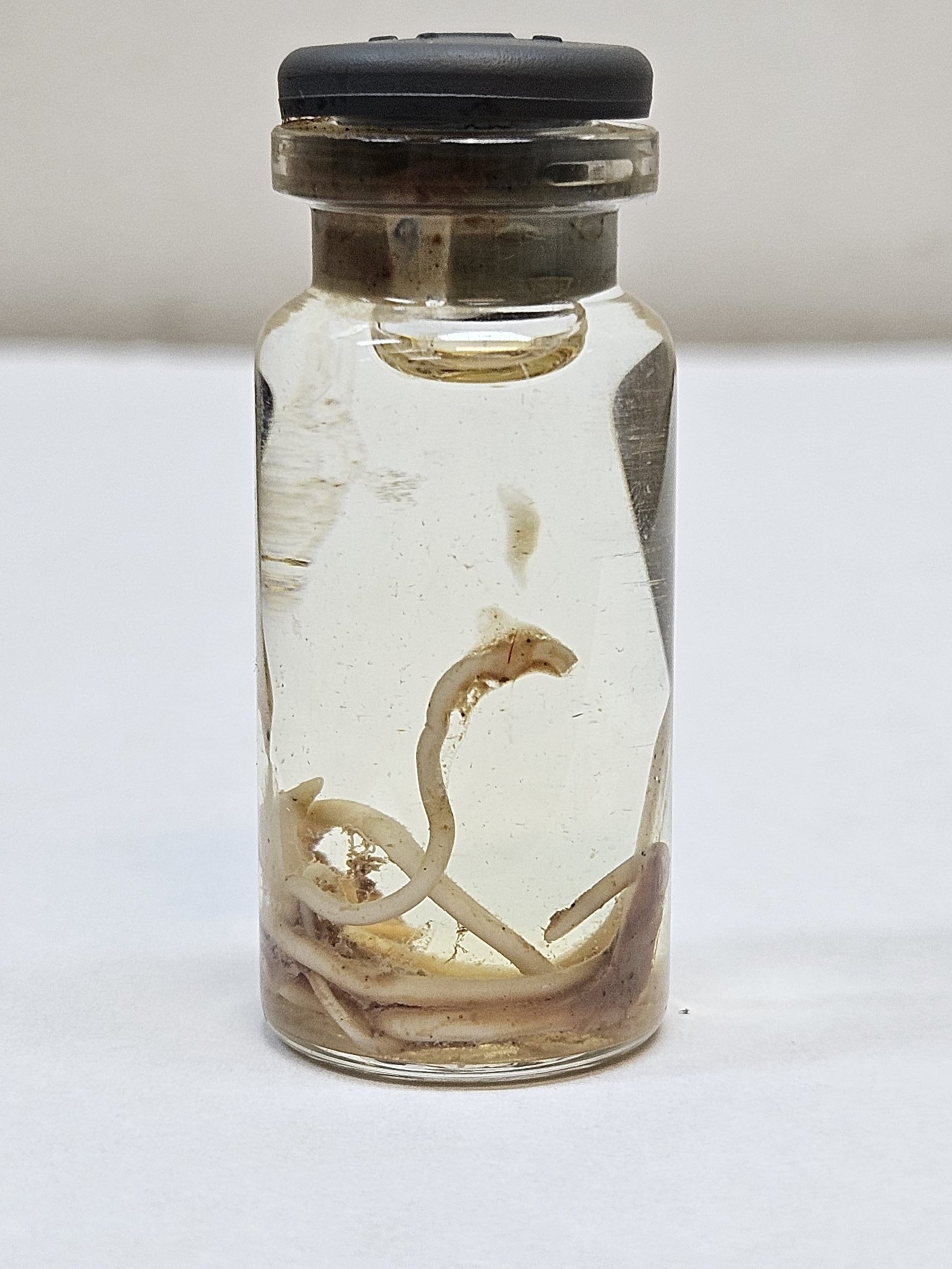 Parasitología – FAVET